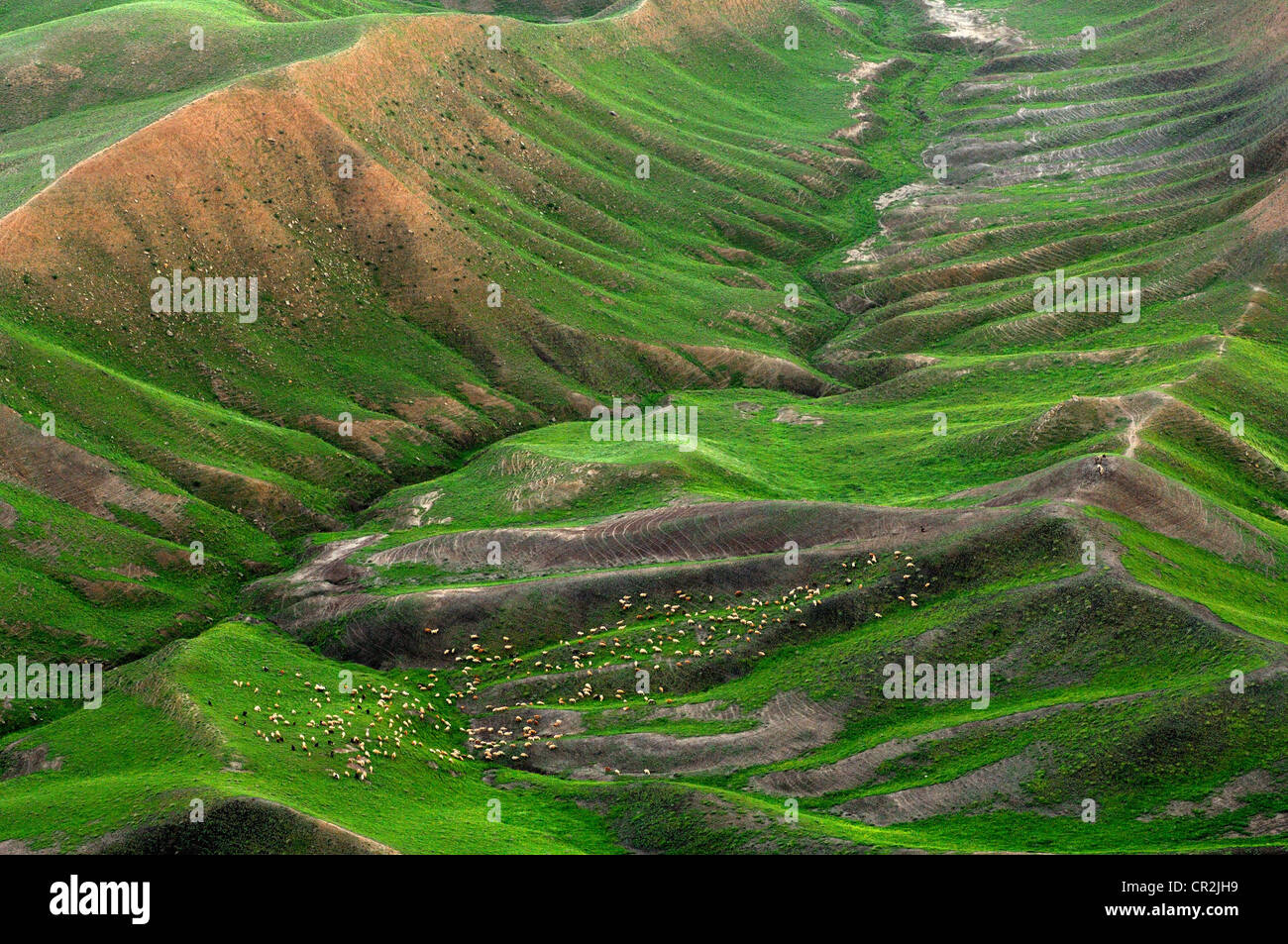 IRAN, Turkmen Plains Stock Photo - Alamy