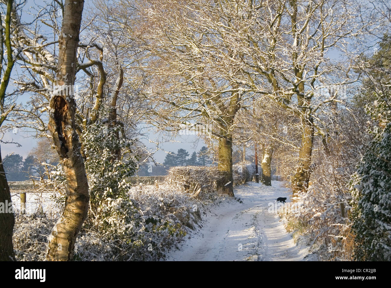 Frosty Tree Scene in Winter in Cheshire Stock Photo - Alamy