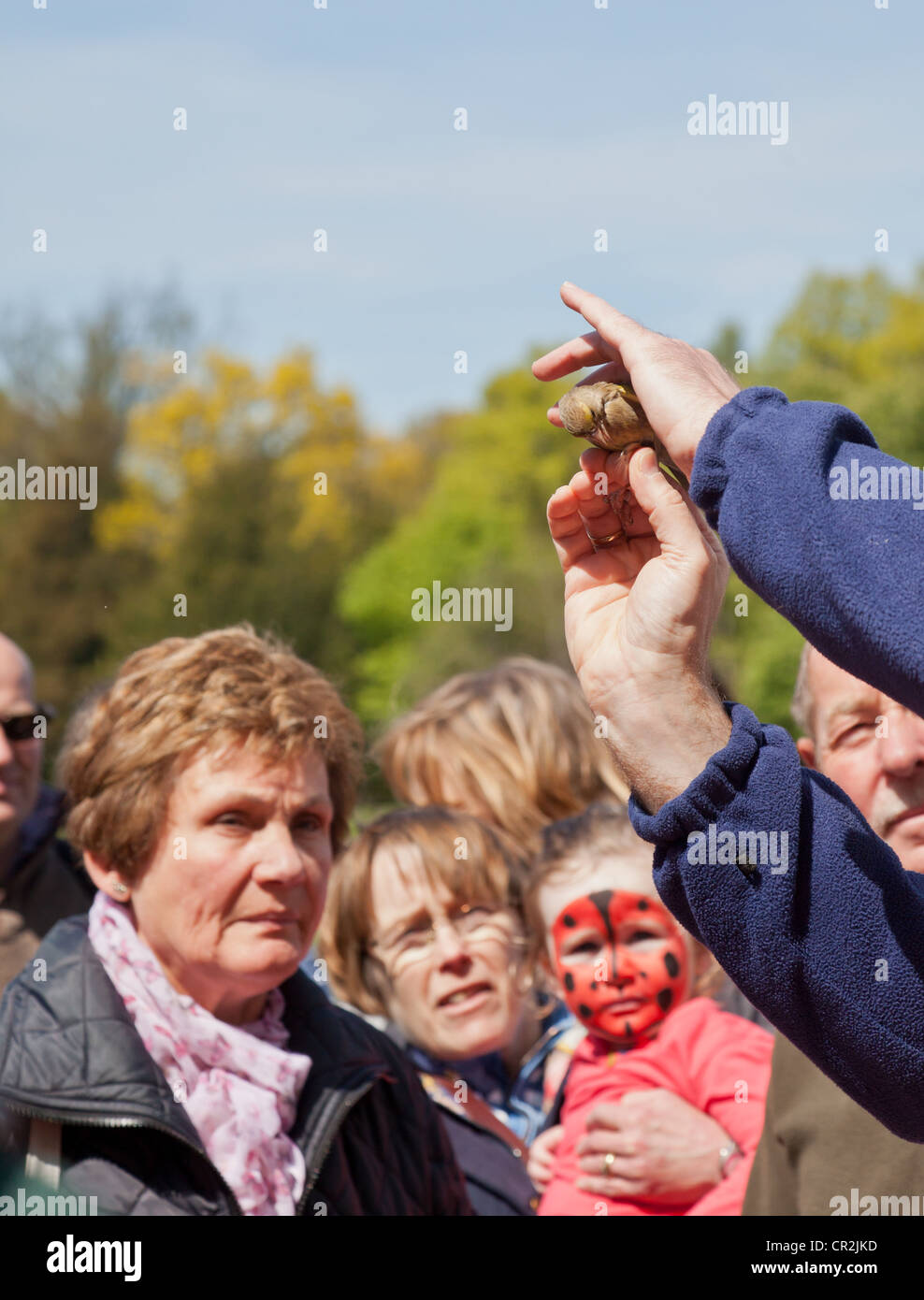 BTO qualified ringer holding up a Greenfinch, during a bird ringing ...