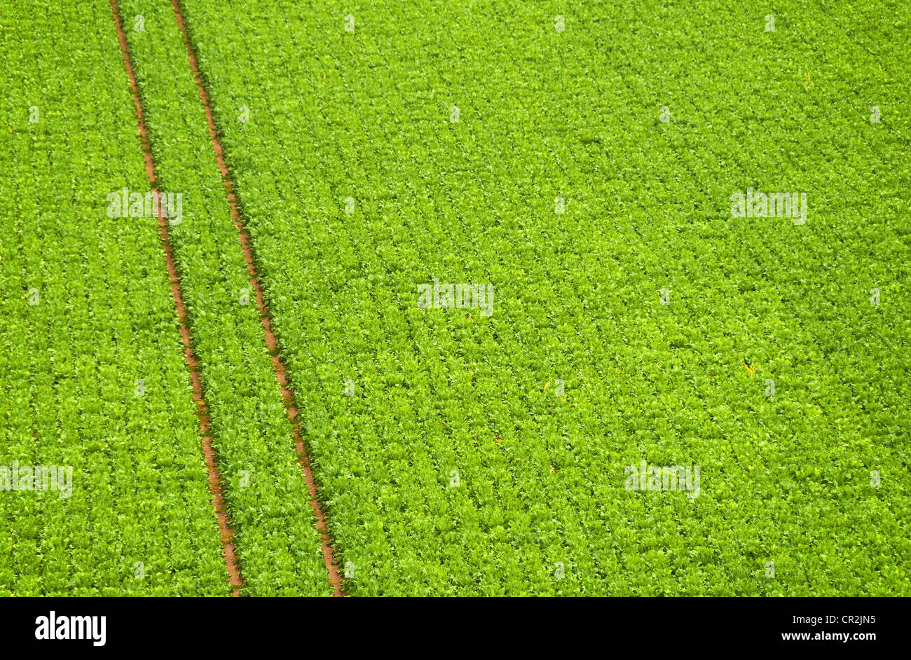 Tracks running through a green field Stock Photo - Alamy