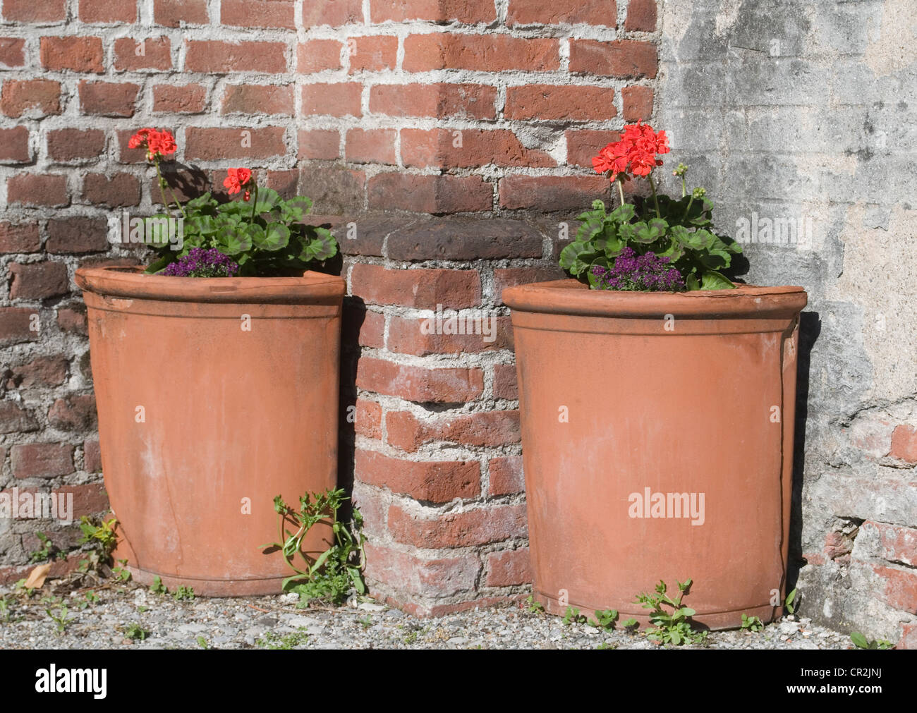 geranium pots against brick wall Stock Photo - Alamy