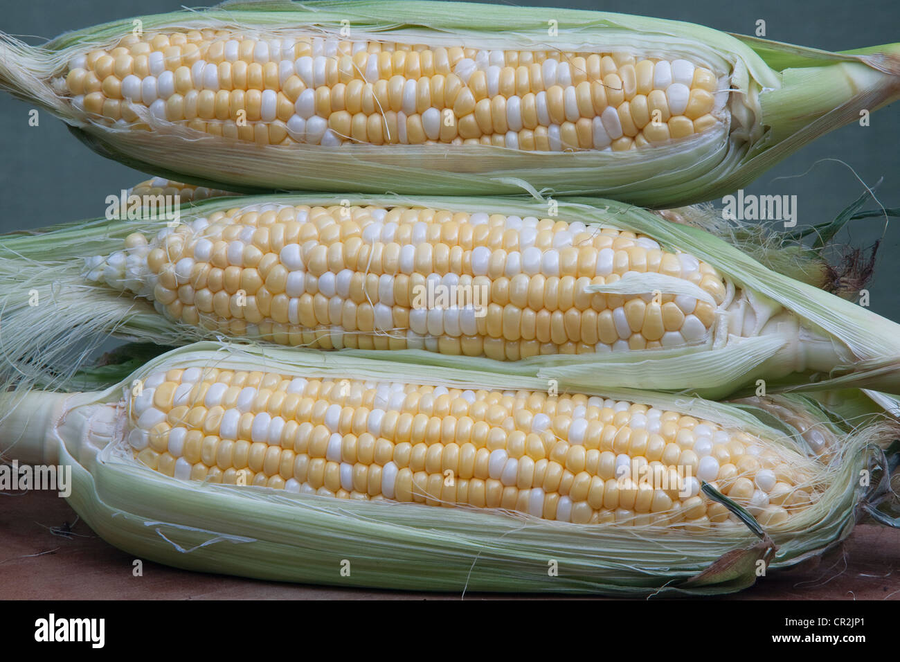 Three ears of corn on the cob partially shucked ready to be cooked ...
