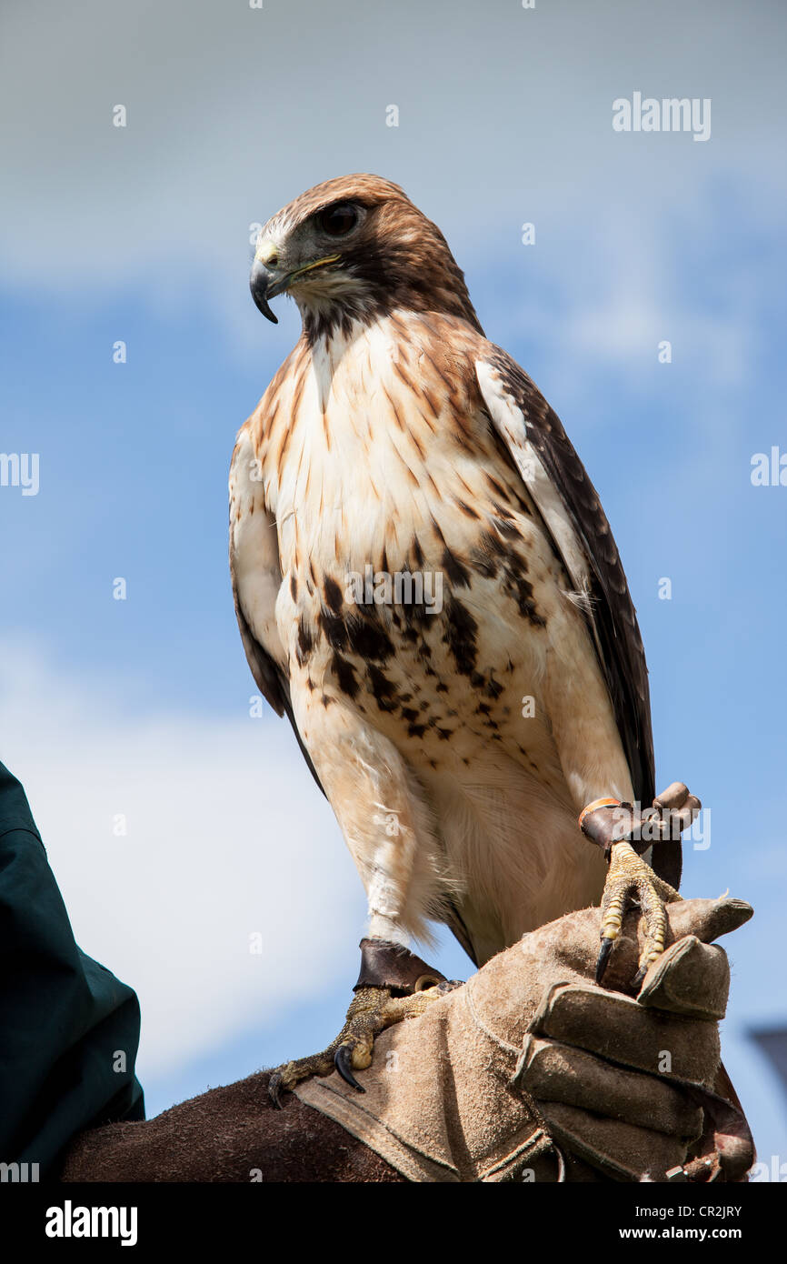 A buzzard being held at Duncombe Country Fair, Helmsley, North ...