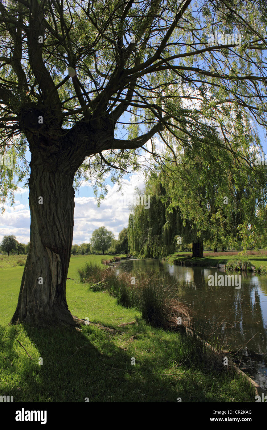 Bushy Park, the Royal park near to Hampton Court SW London England UK ...