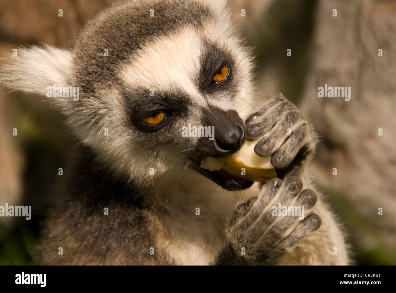 Lemur eating fruit Stock Photo - Alamy
