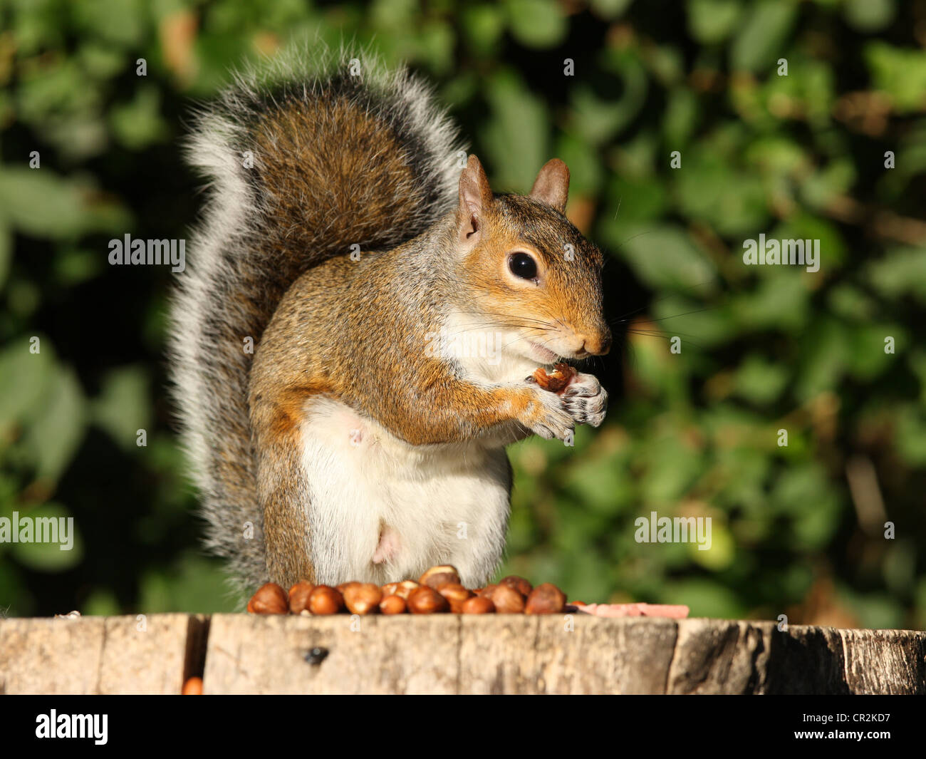Portrait of a Grey Squirrel eating Hazelnuts in Autumn Stock Photo - Alamy