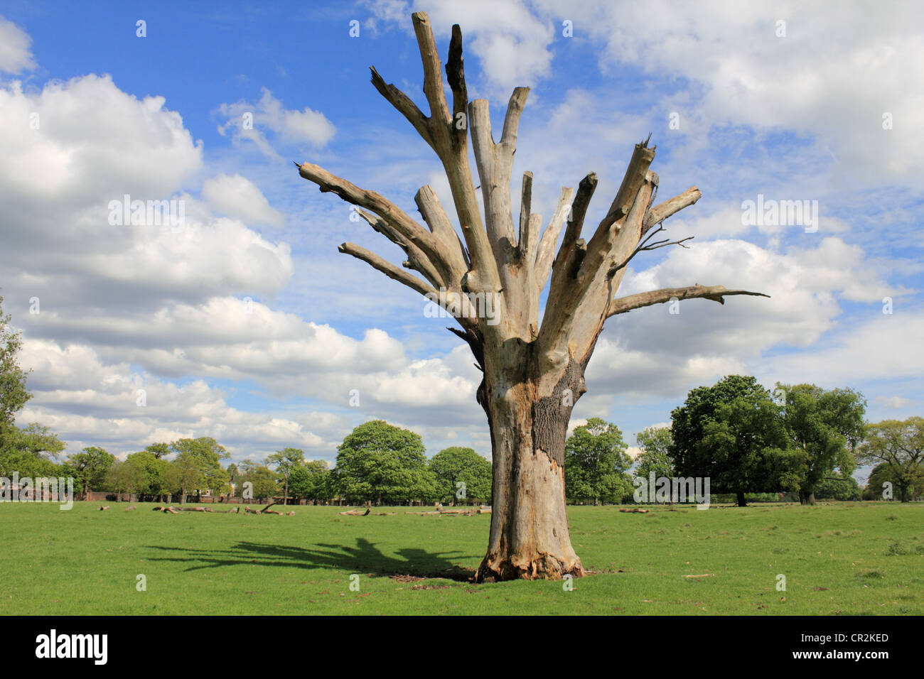 Dead tree in Bushy Park, the Royal park near to Hampton Court SW London ...