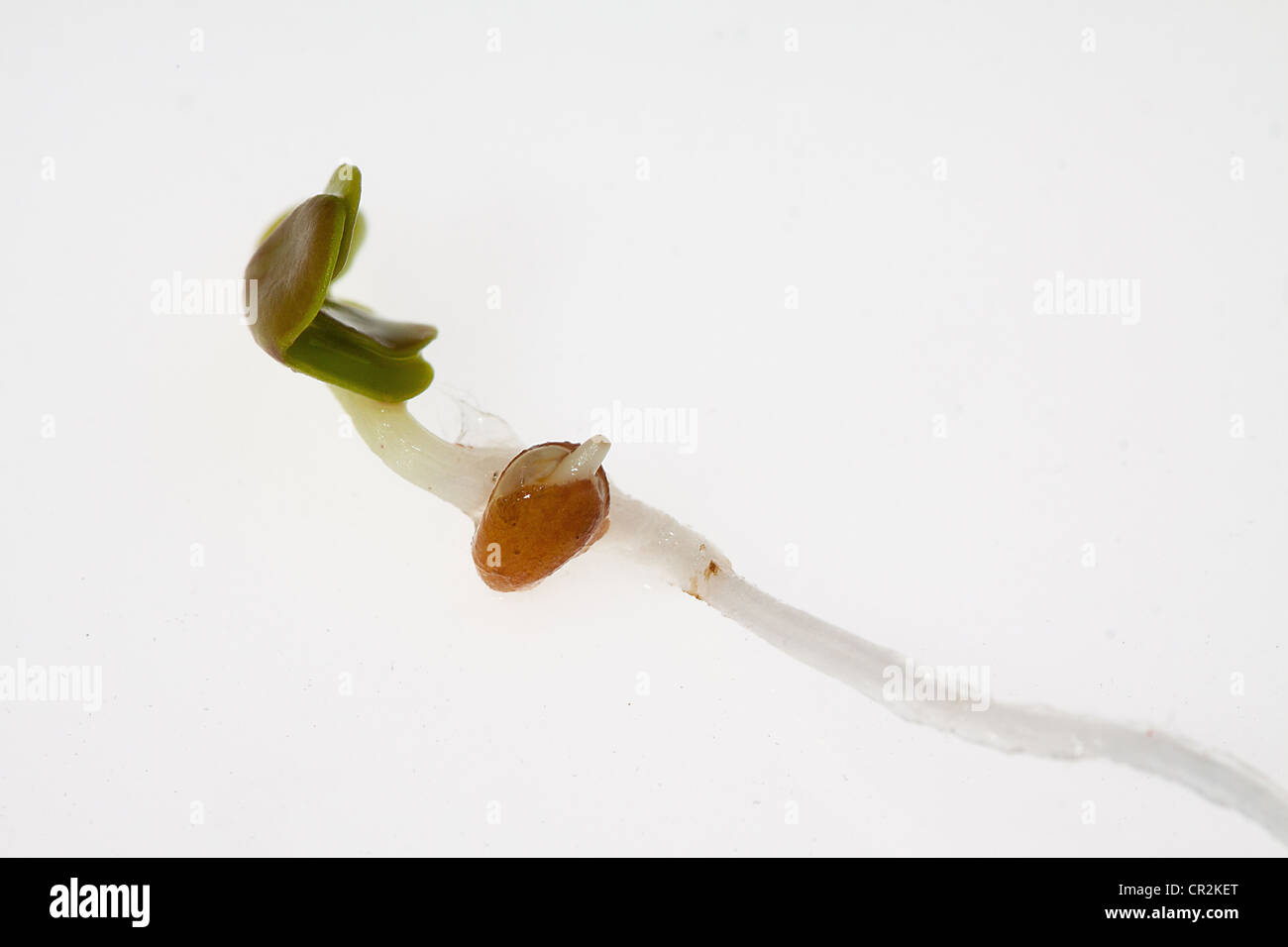 Germinated radish seed Stock Photo - Alamy