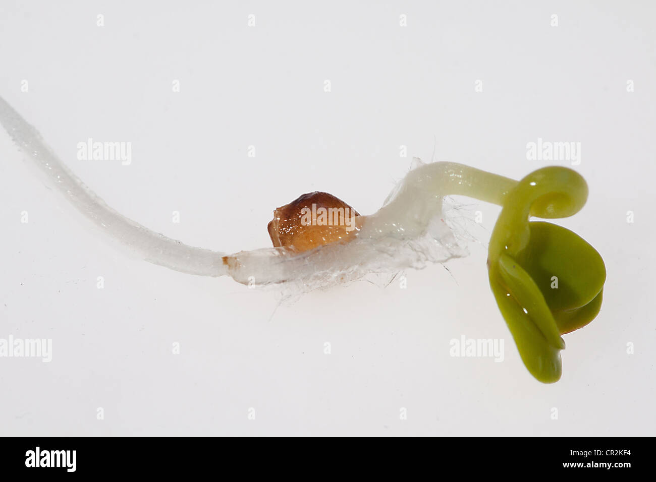 Radish Seed Structure