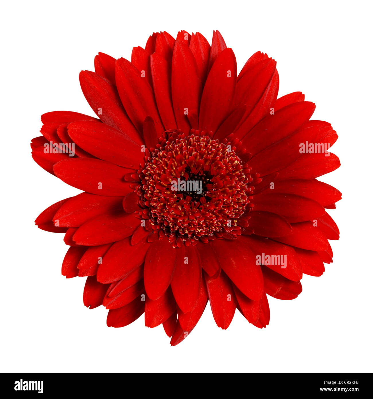 Closeup studio photo of a dark red Gerbera Daisy isolated against a ...