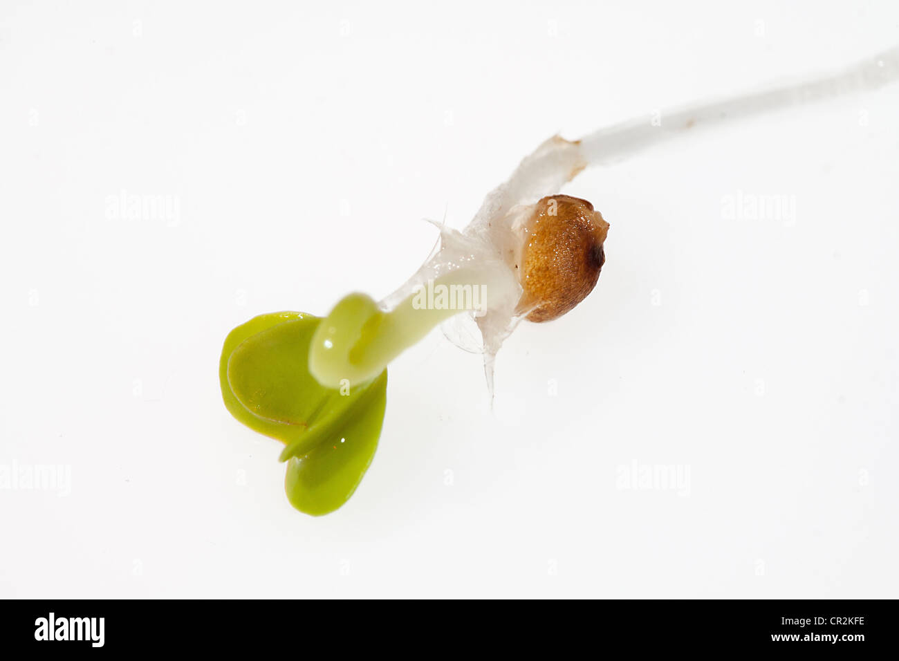 Germinated radish seed Stock Photo - Alamy