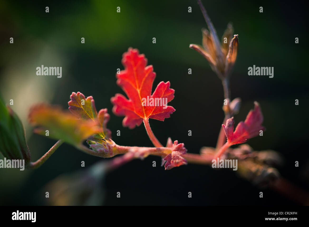 A tiny red leaf sprouts during spring Stock Photo - Alamy