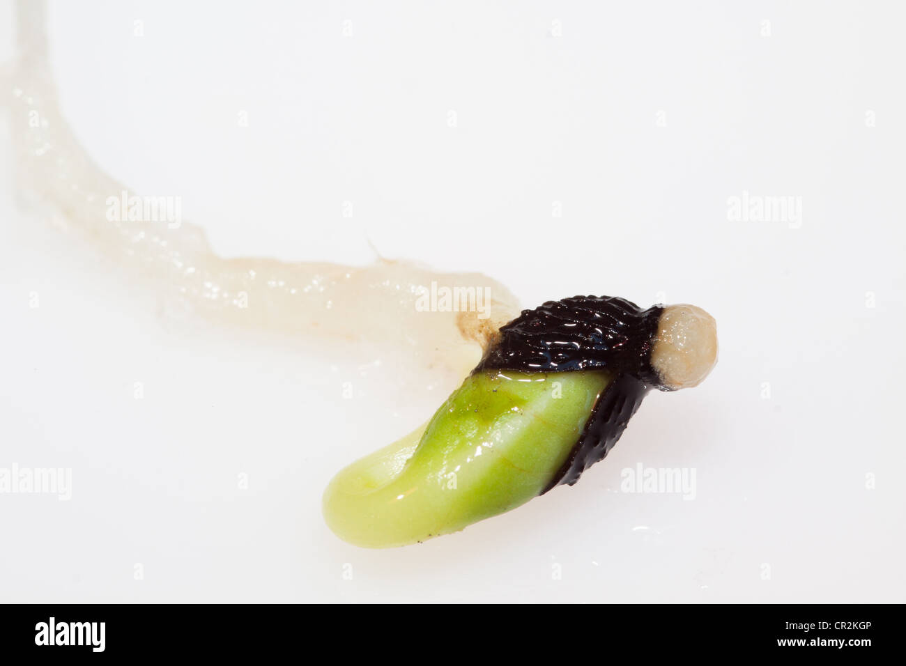 Borage Seed High Resolution Stock Photography and Images - Alamy