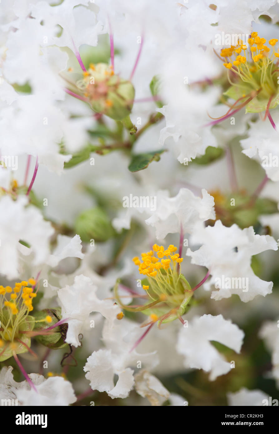 White myrtle flowers in full bloom Stock Photo - Alamy