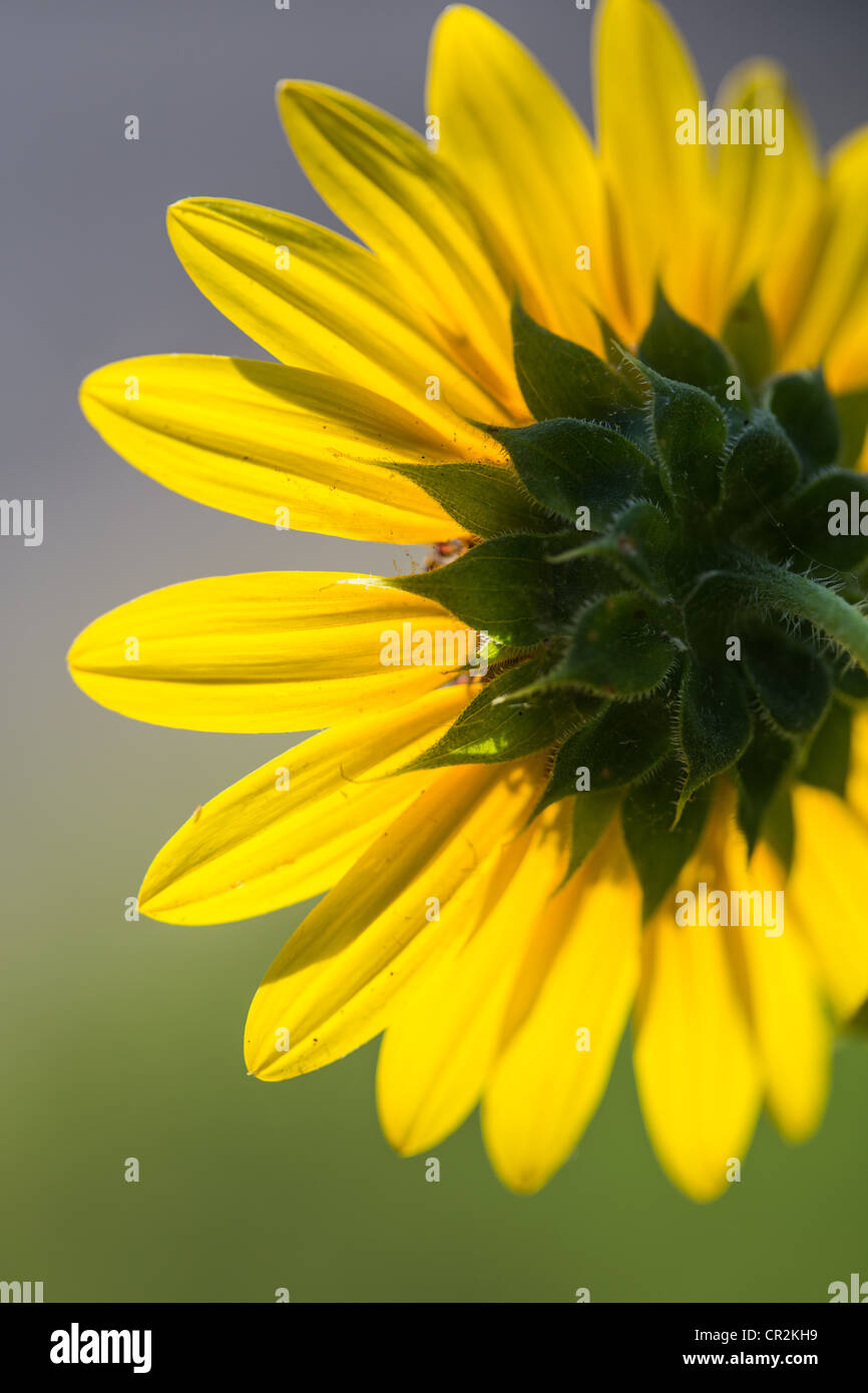 The back of a yellow sunflower Stock Photo - Alamy