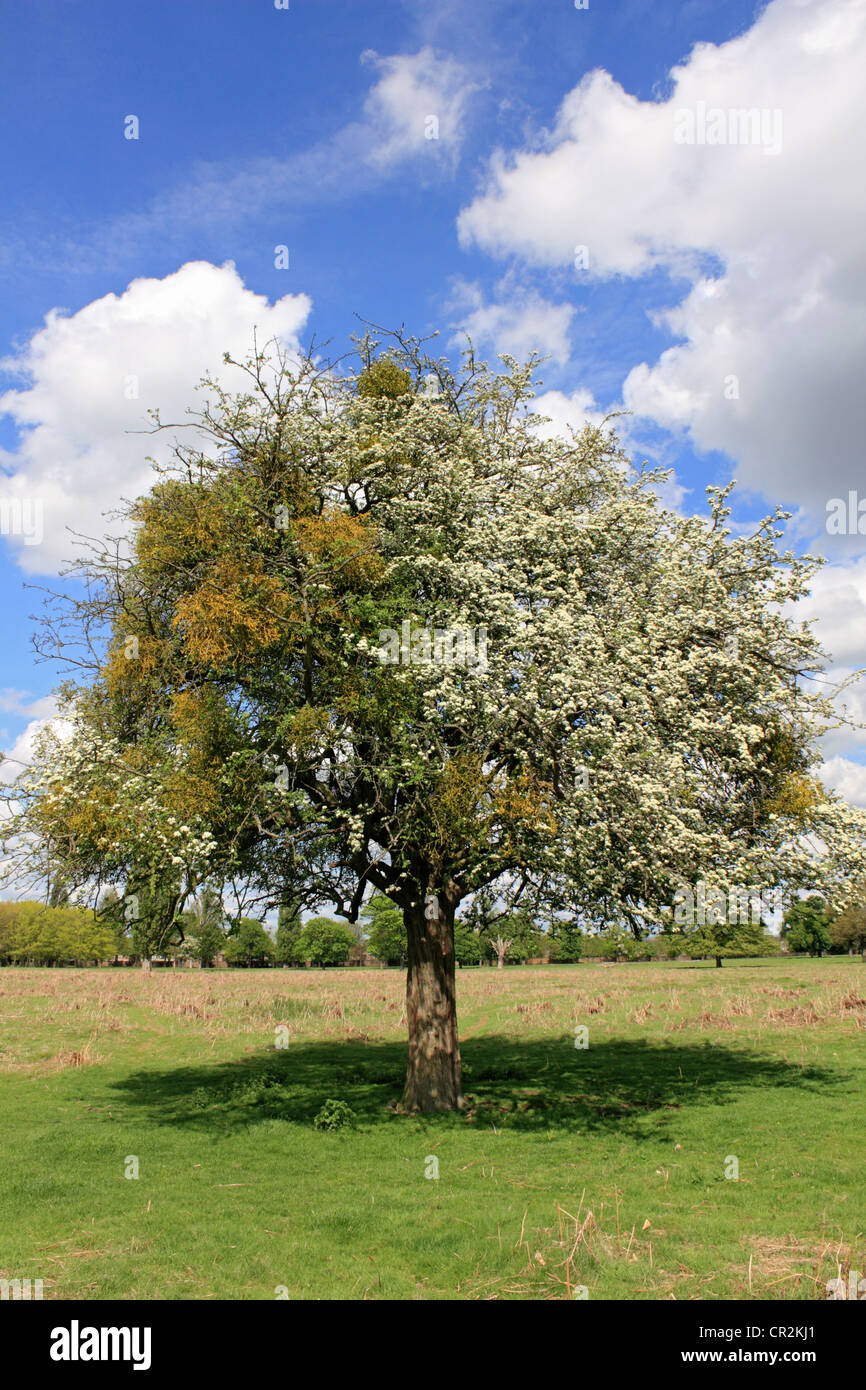 Mistletoe covered tree hi-res stock photography and images - Alamy