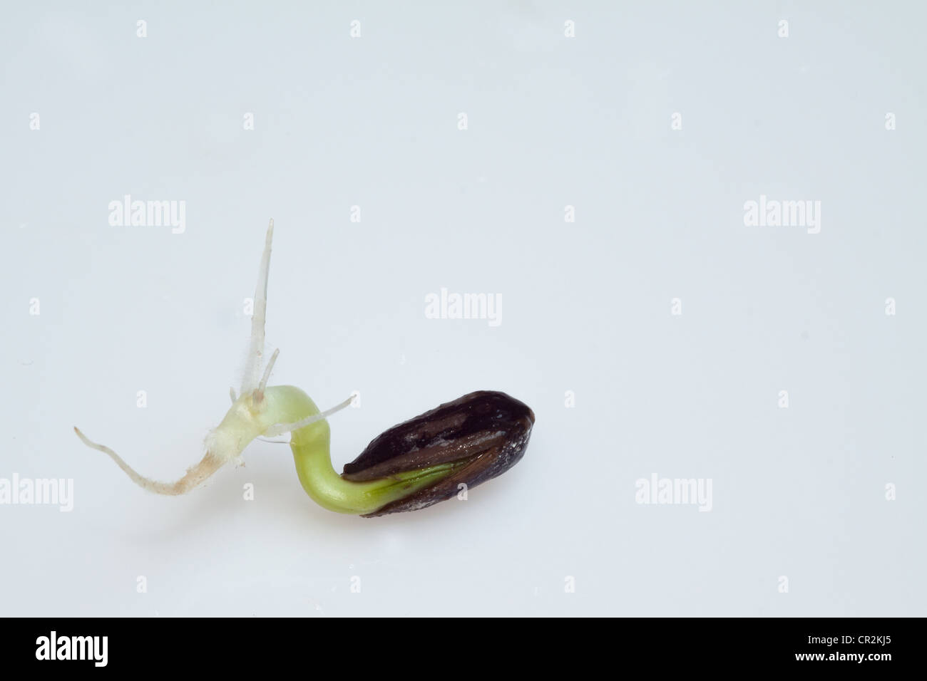 Germinated sunflower seed Stock Photo - Alamy