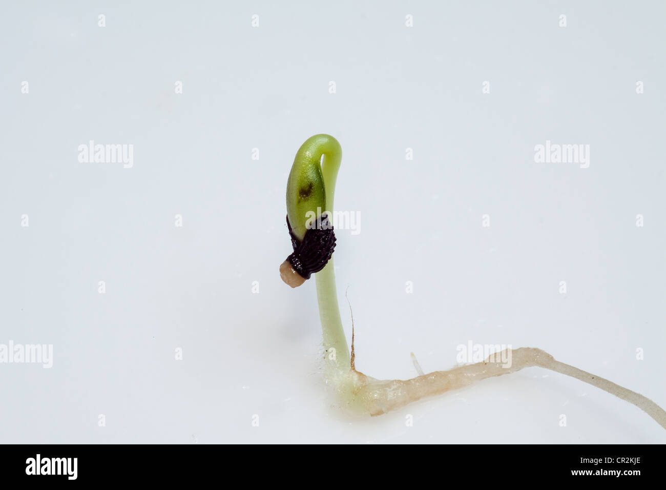Germinated seed hi-res stock photography and images - Alamy