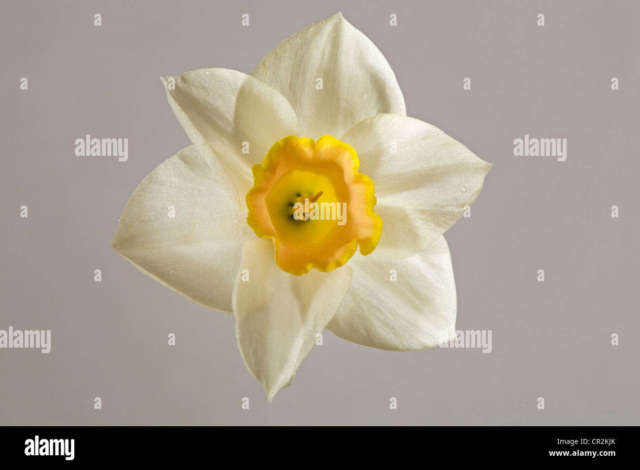 Daffodil in bloom hi-res stock photography and images - Alamy