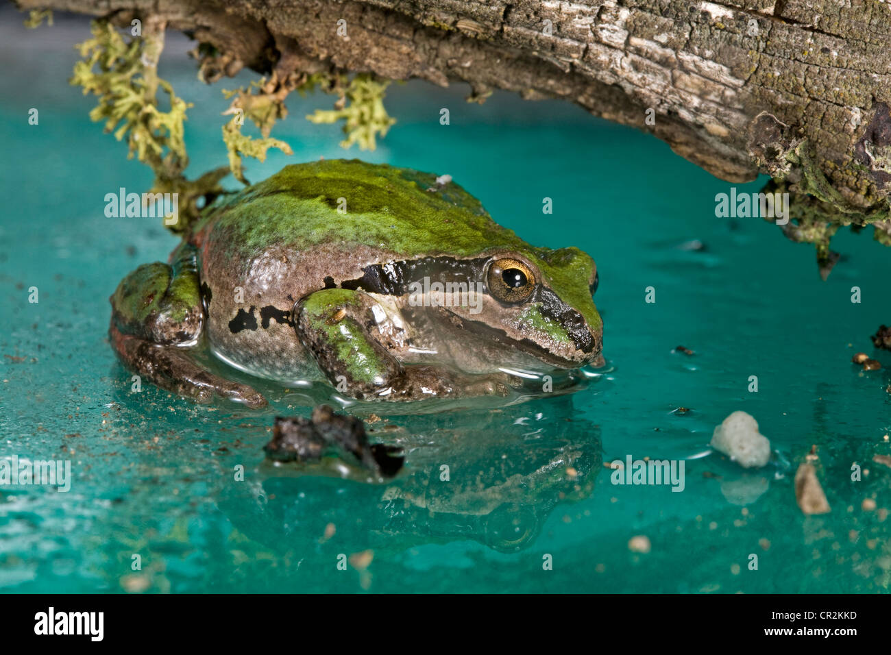 Pacific Tree Frog, Pseudacris regilla Stock Photo - Alamy