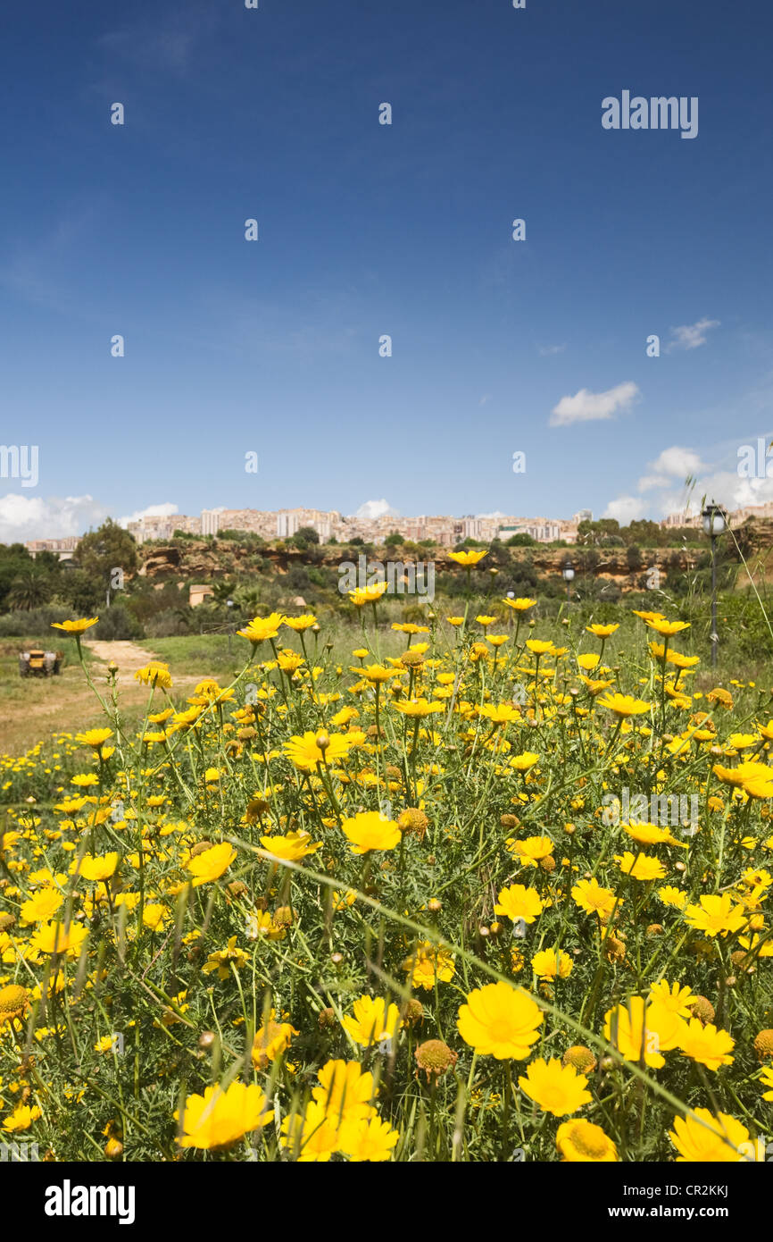 Spring field of yellow daisies, Agrigento town on background, Sicily ...