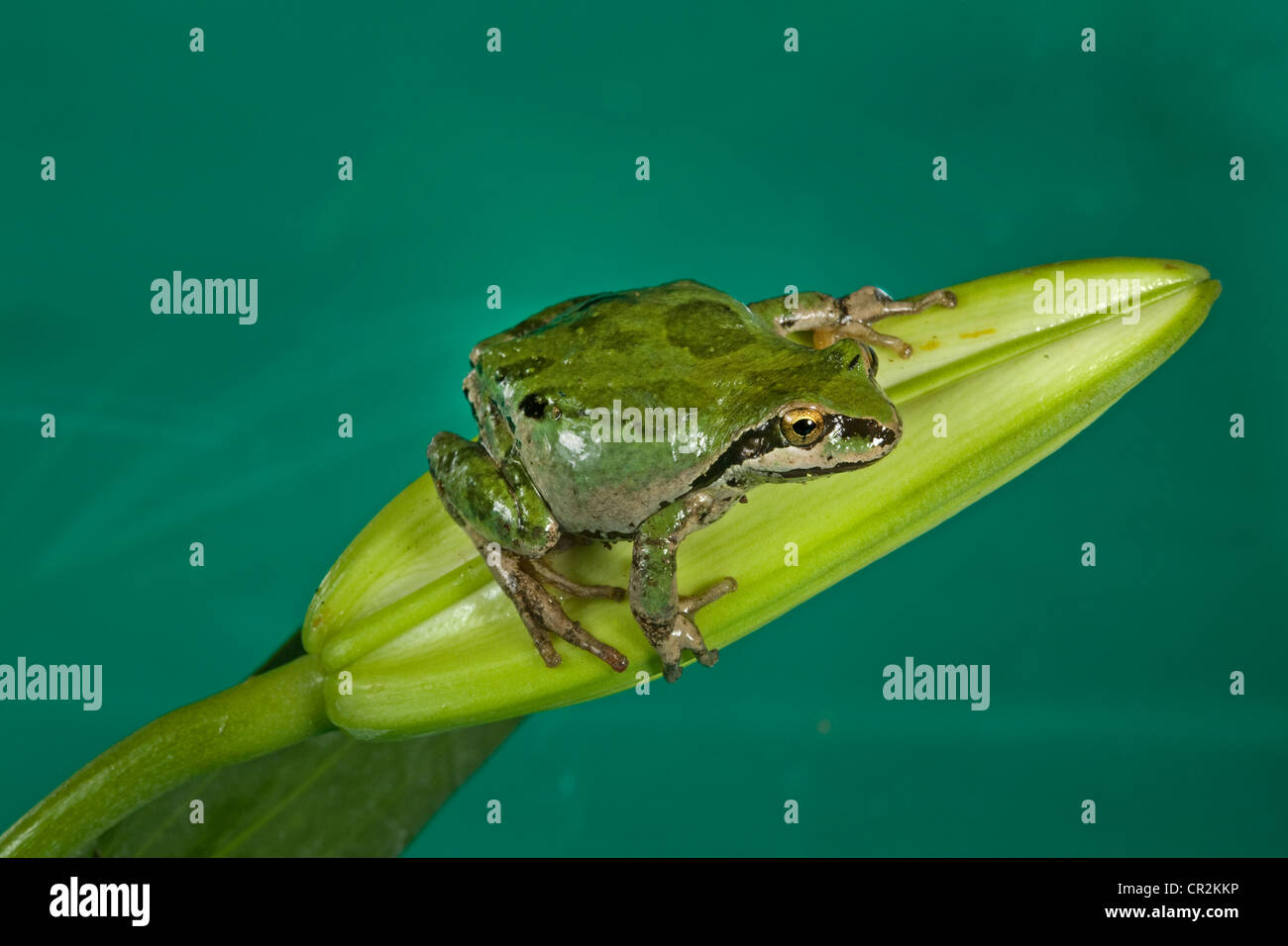 Pacific Tree Frog, Pseudacris regilla Stock Photo - Alamy