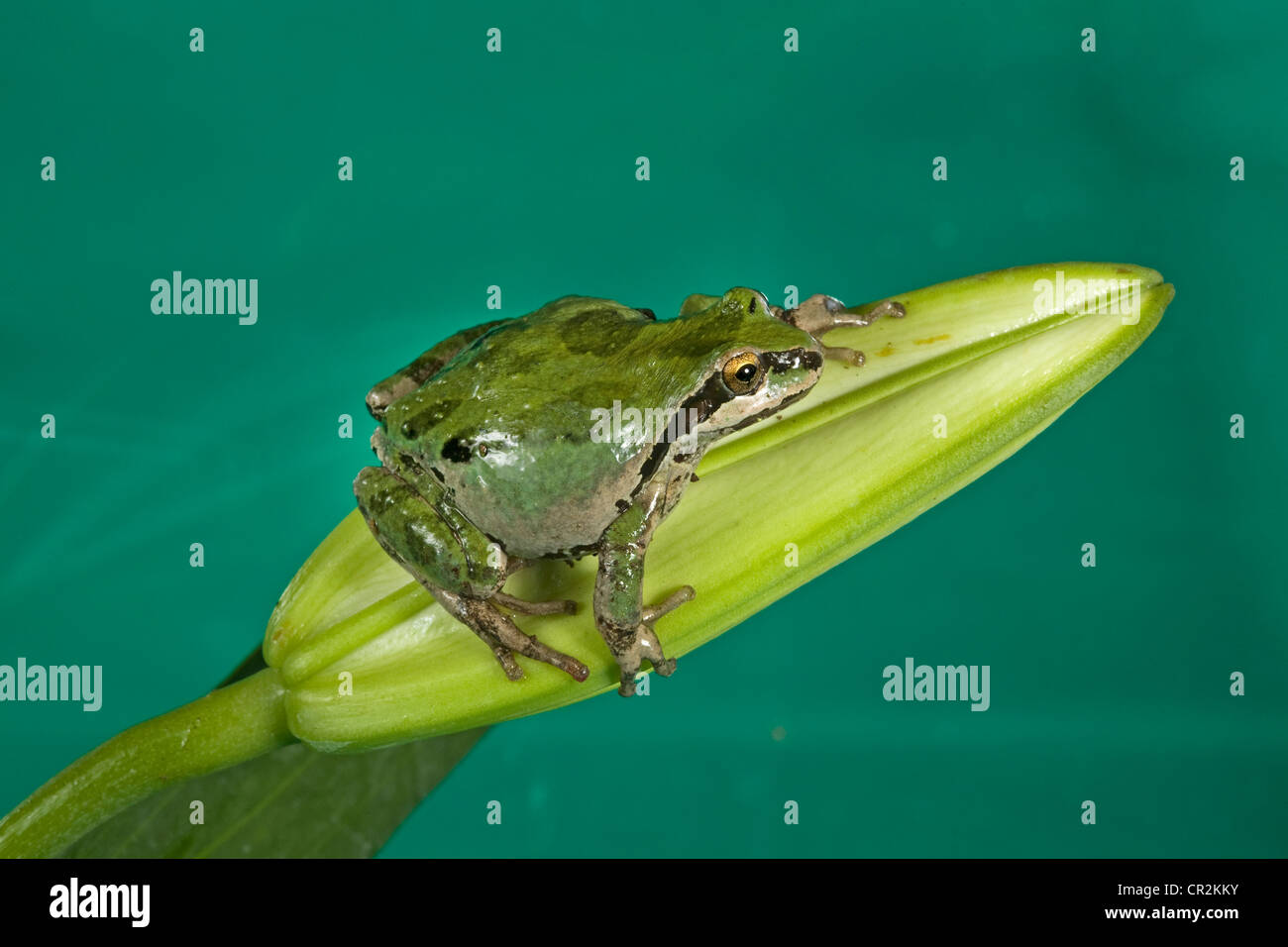 Pacific Tree Frog, Pseudacris regilla Stock Photo - Alamy