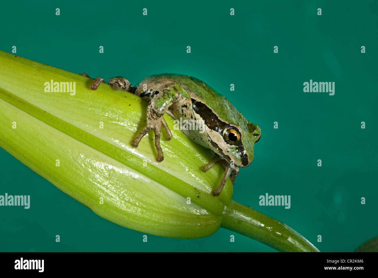 Pacific tree frog hi-res stock photography and images - Alamy