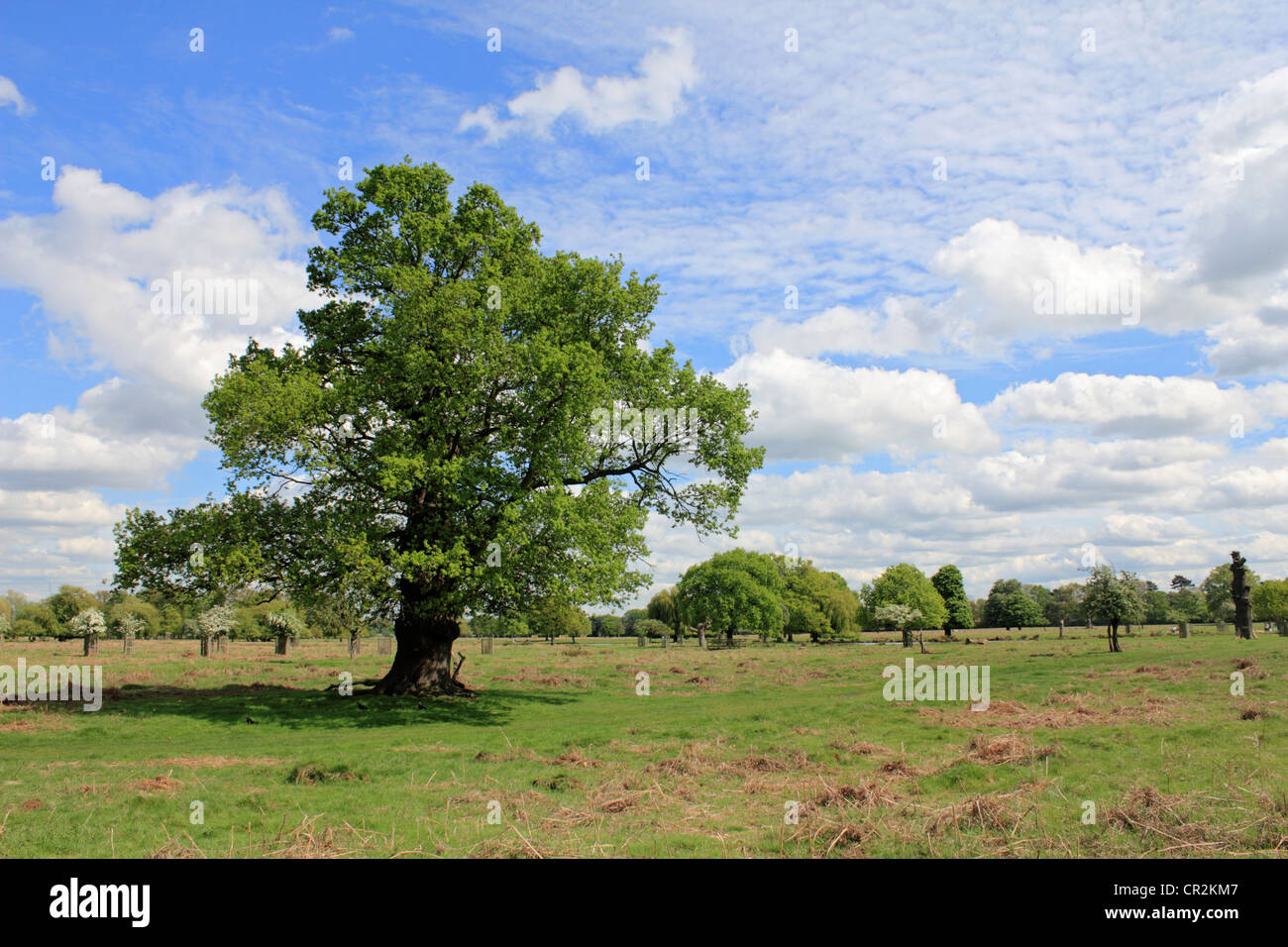 Old oak tree in Bushy Park, the Royal park near to Hampton Court SW ...