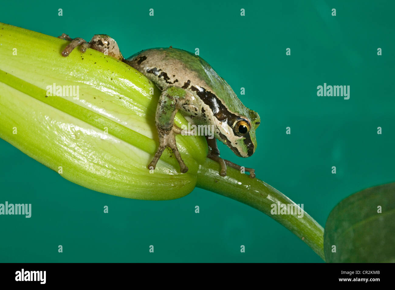 Pacific Tree Frog, Pseudacris regilla Stock Photo - Alamy