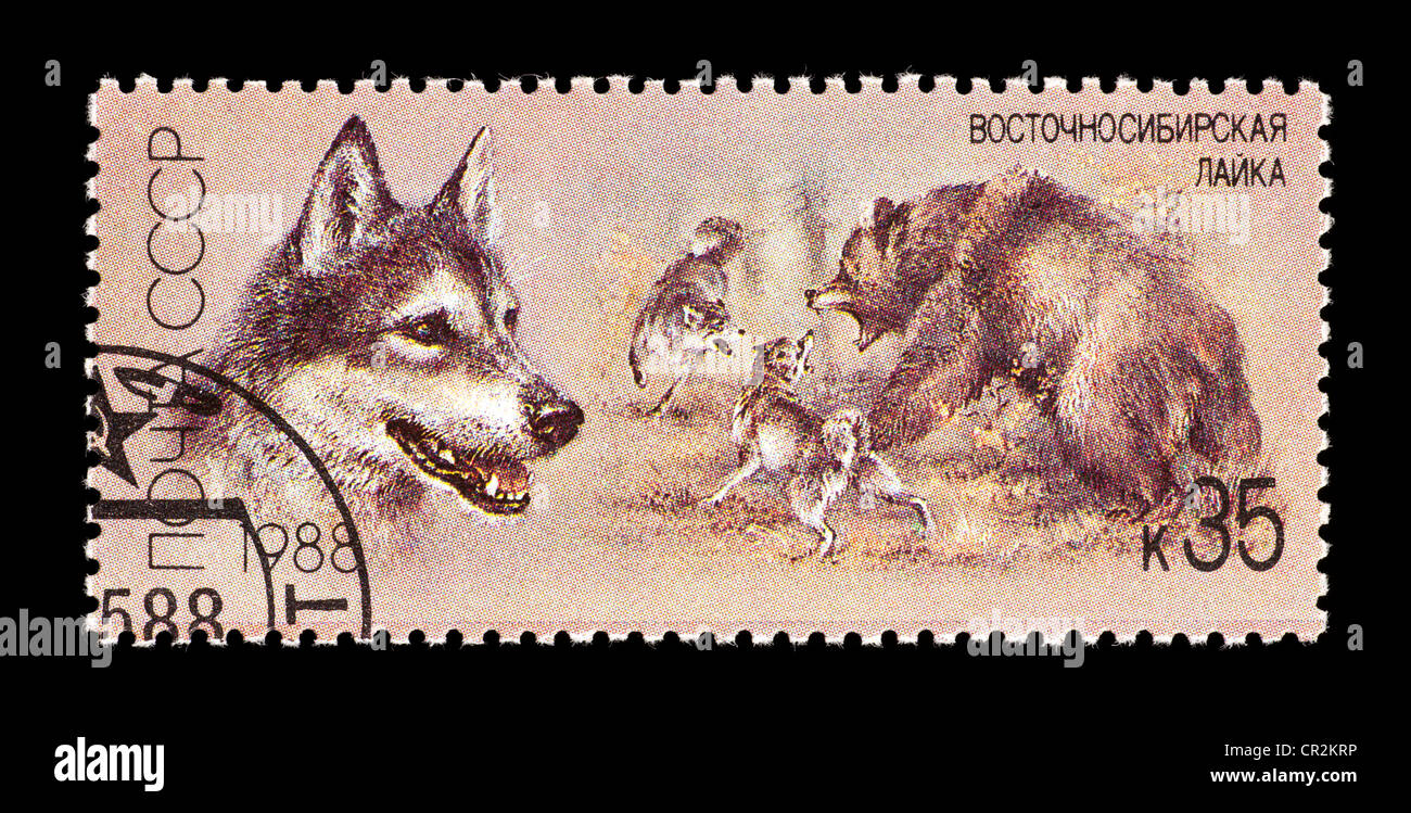 Postage stamp from the Soviet Union depicting an eastern Siberian Husky ...