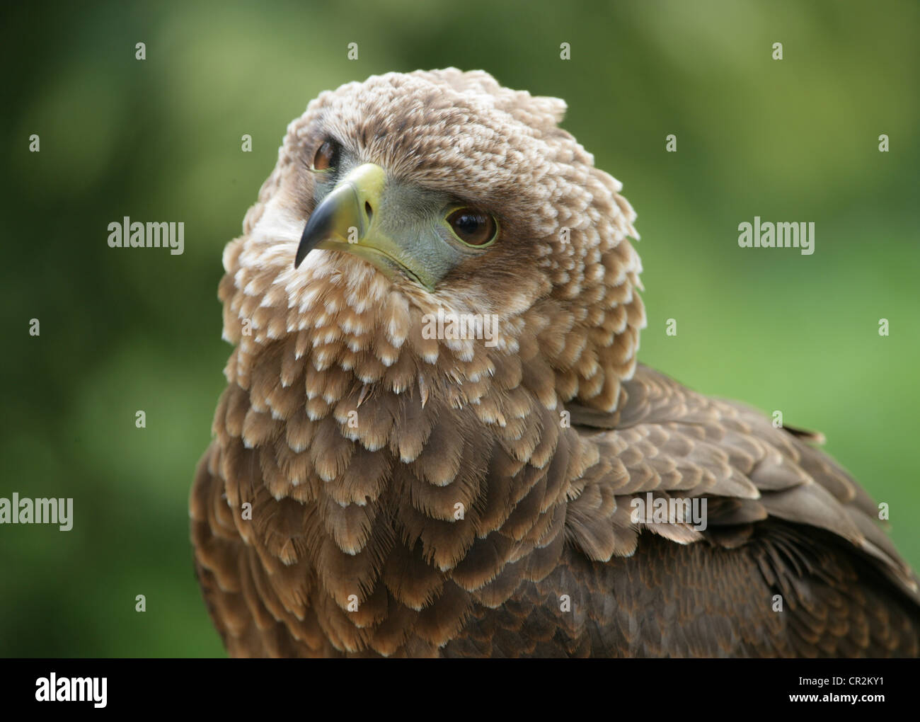 Portrait of a Bateleur Eagle Stock Photo - Alamy