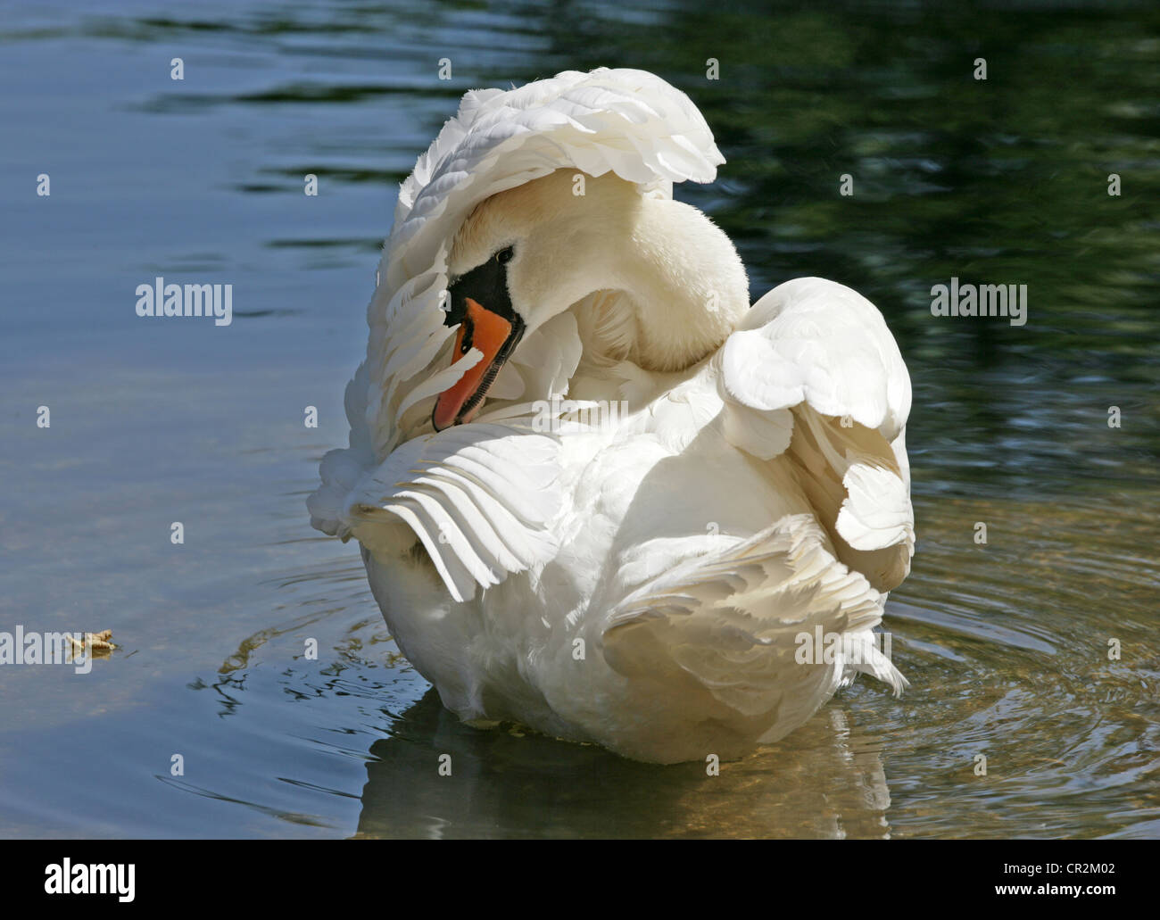 Mute swan preening his feathers Stock Photo - Alamy