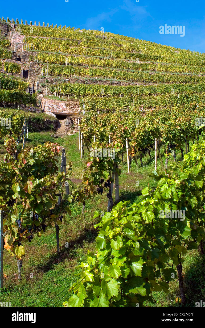 Radebeul Vineyards in Autumn, Elbe Valley, Saxony, Germany Stock Photo ...
