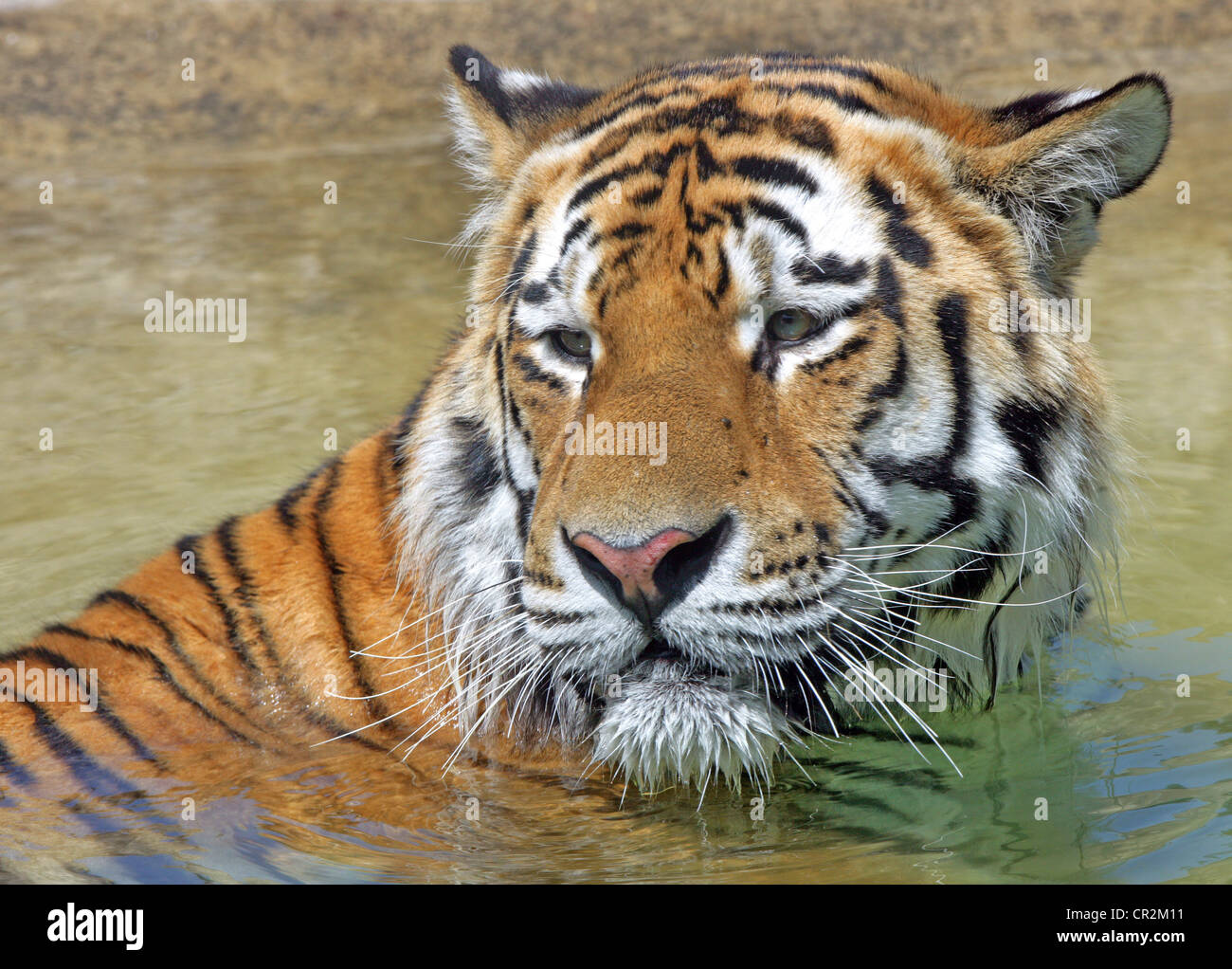 A male Bengal Tiger bathing in a shallow pool Stock Photo - Alamy