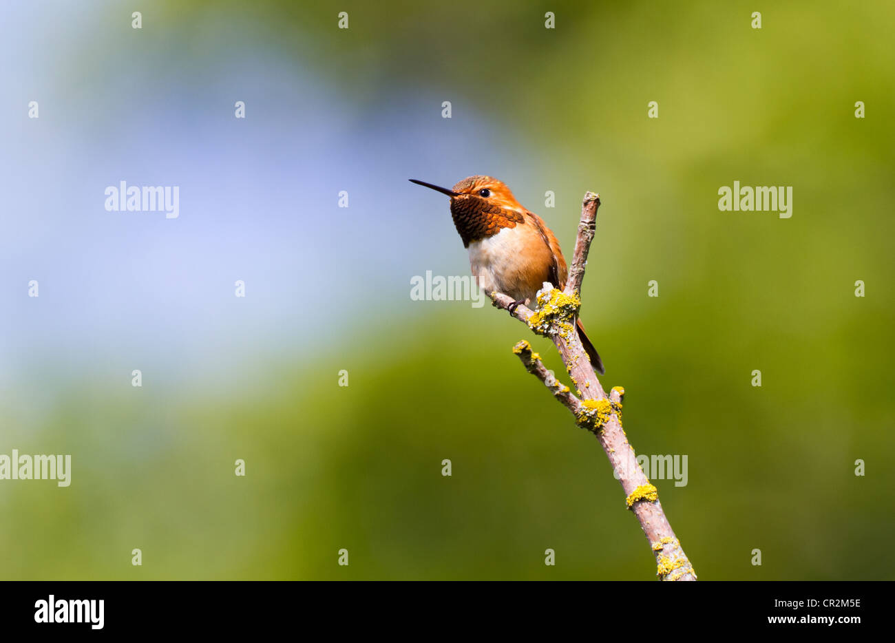 Rufous Hummingbird with green background Stock Photo - Alamy