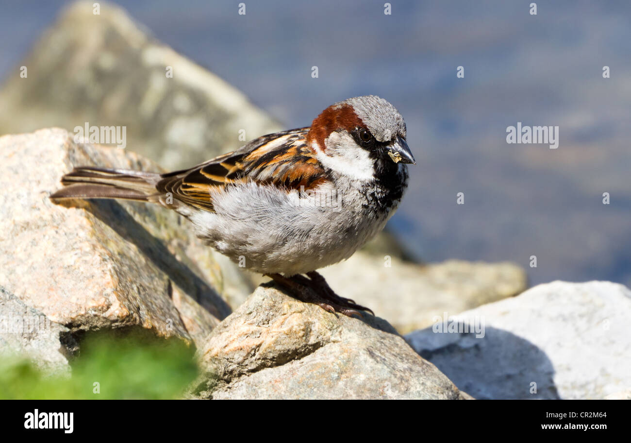 House Sparrow close up shot Stock Photo - Alamy