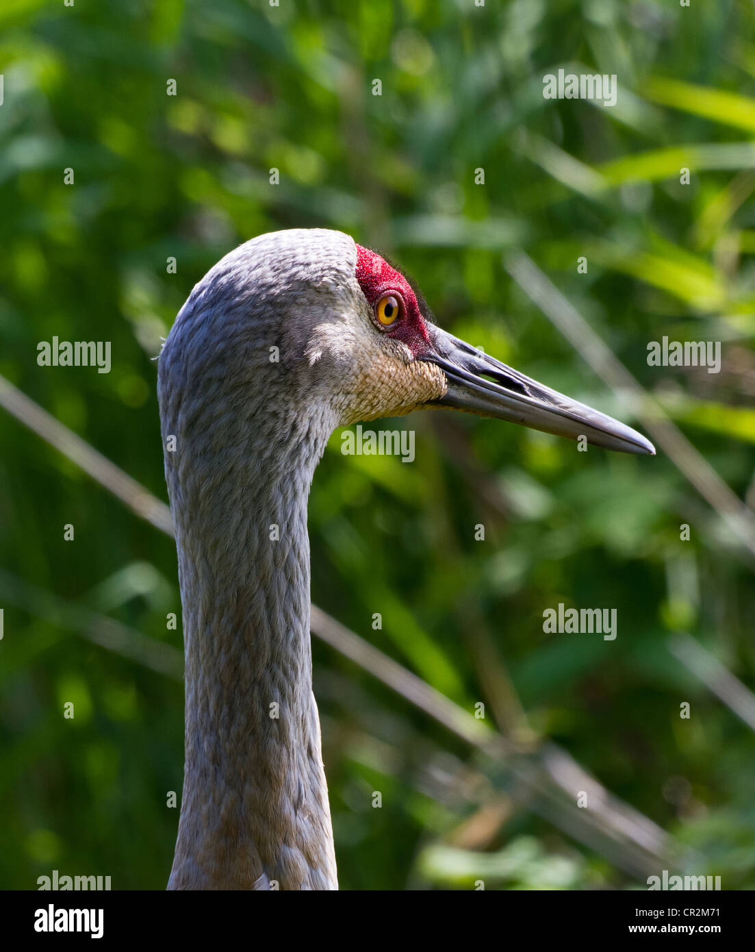 Sandhill Crane close up shot Stock Photo - Alamy