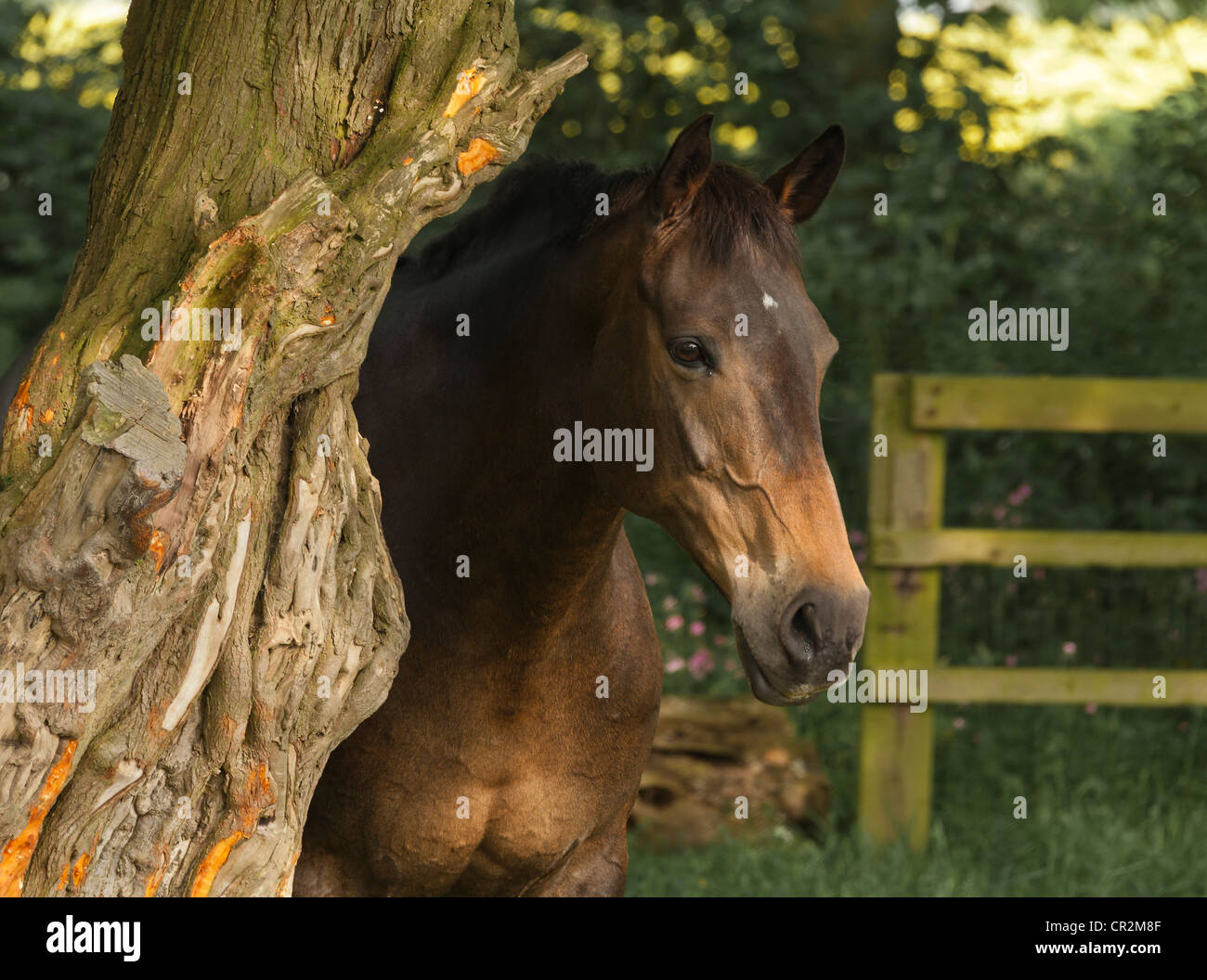 Chestnut horse standing behind tree in pasture Stock Photo - Alamy