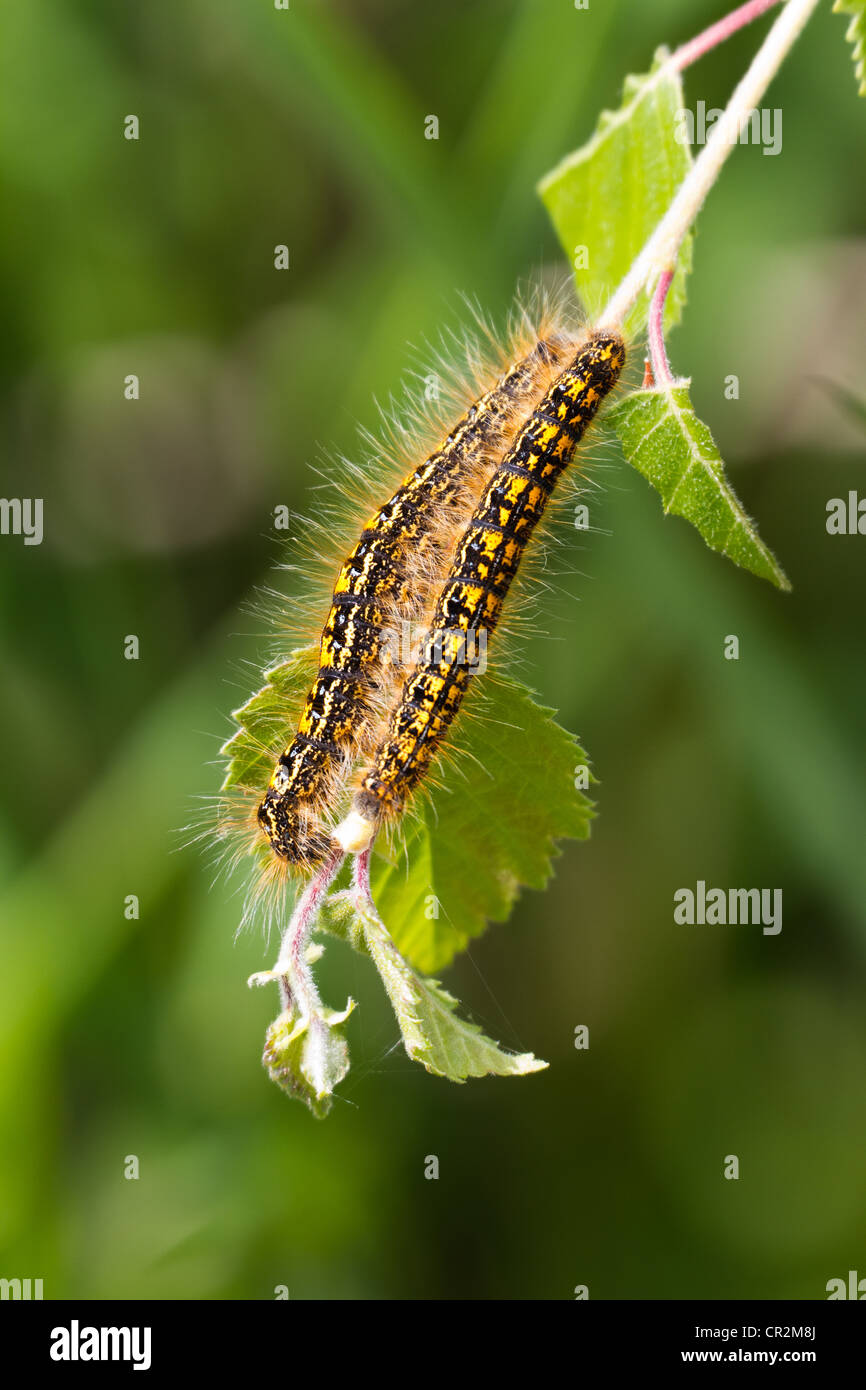 Tent caterpillar close up shot Stock Photo - Alamy
