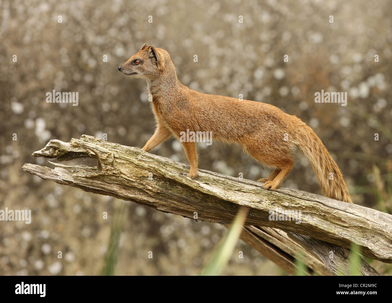 Cute yellow mongoose hi-res stock photography and images - Alamy