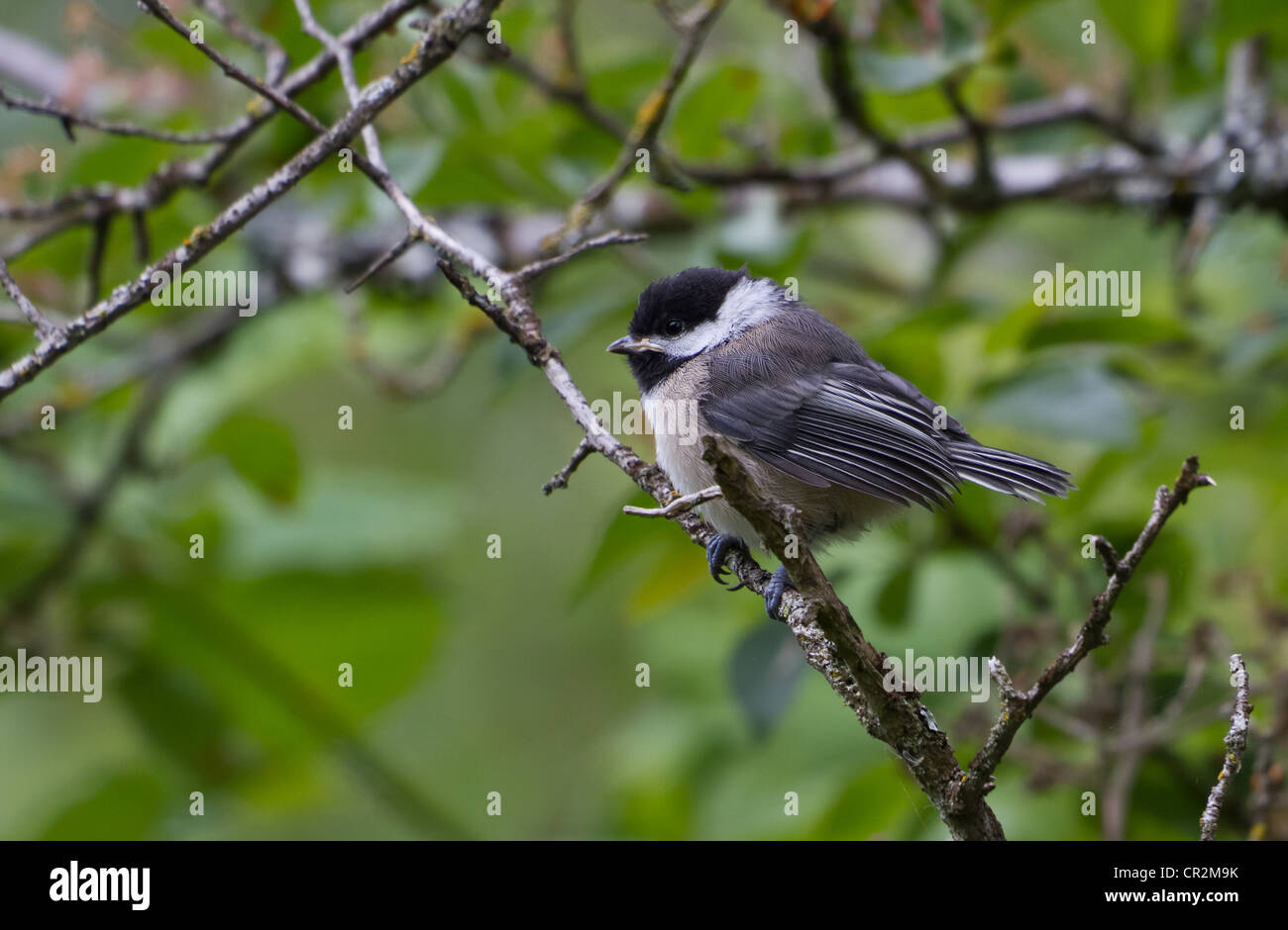 Black capped Chickadee with green background Stock Photo - Alamy