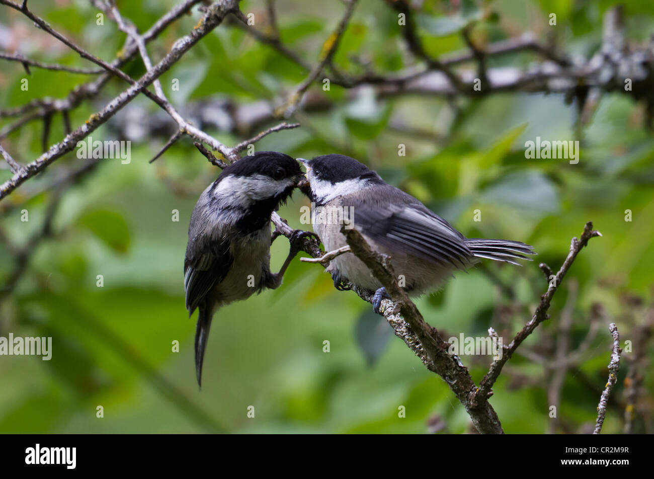 Black capped Chickadee feeding a young bird Stock Photo - Alamy