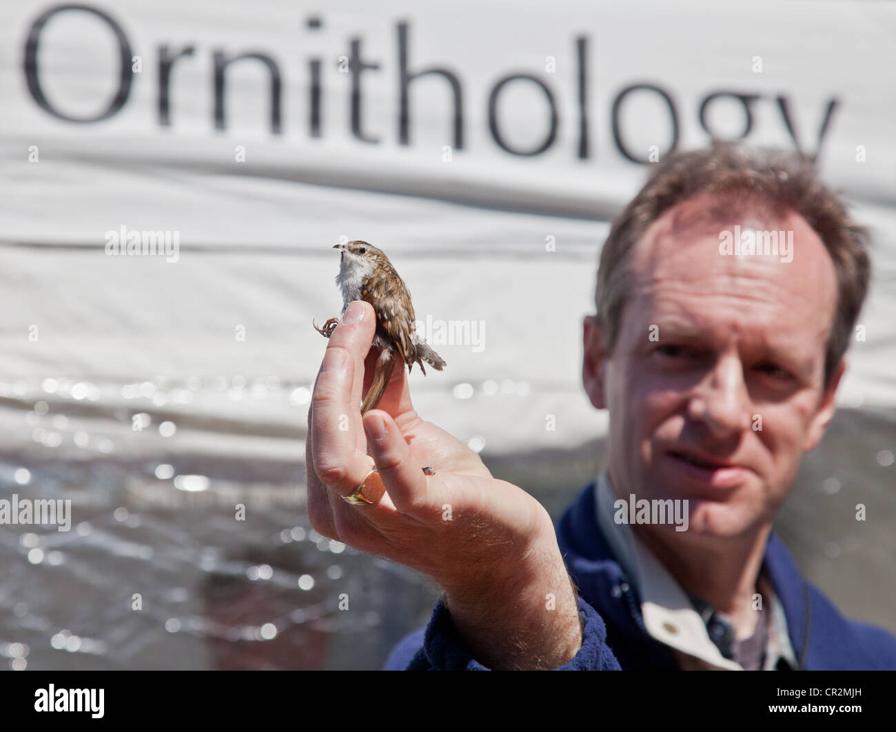 BTO qualified ringer holding up a Treecreeper during a bird ringing ...