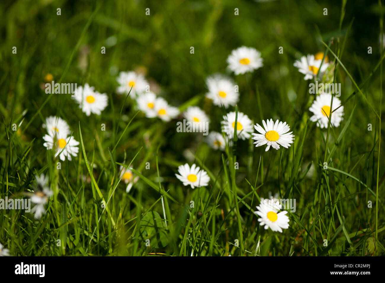 Daisies, Bellis perennis growing in long grass Stock Photo - Alamy