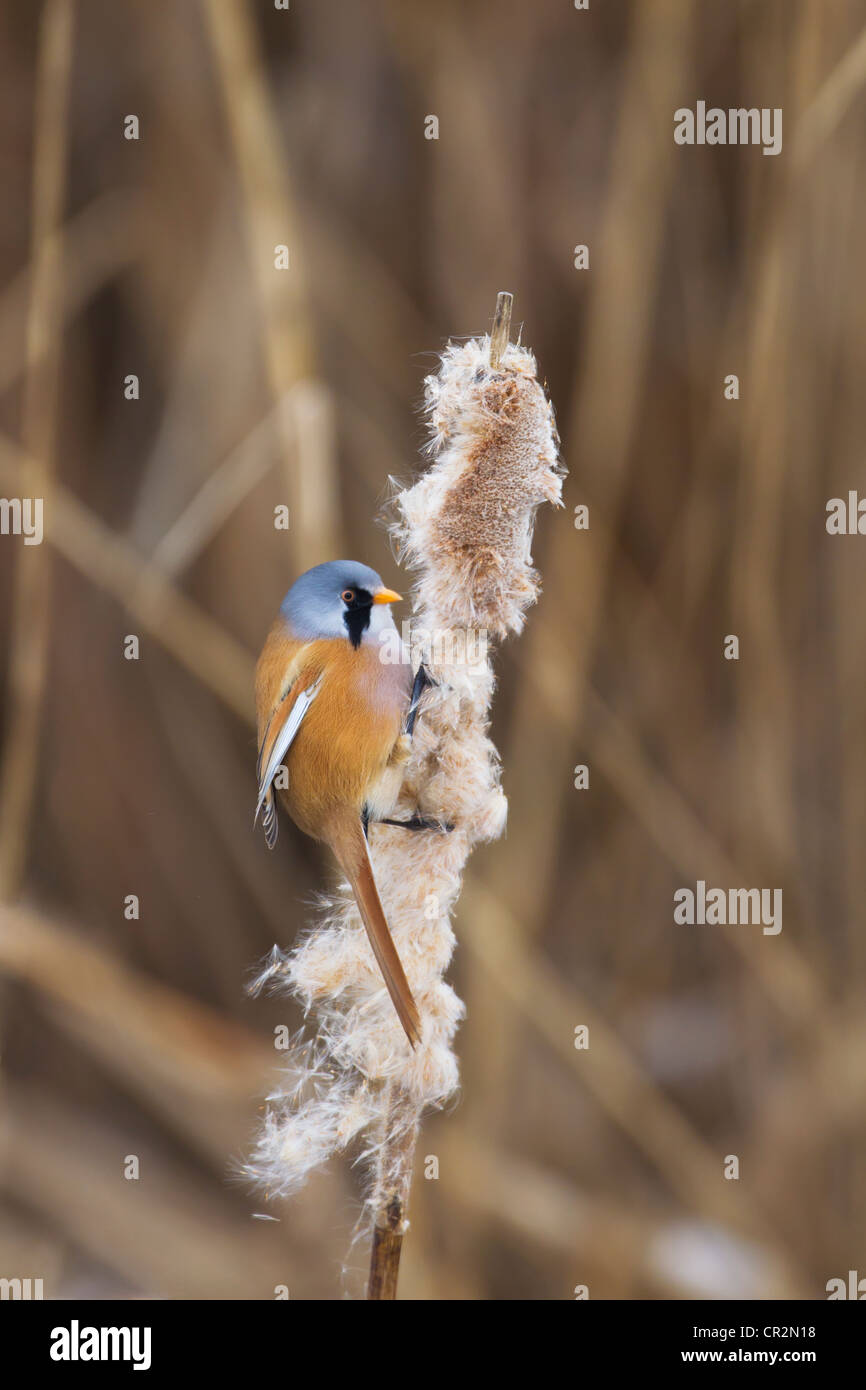 Male Bearded Tit (Parnus Biarmicus) eating reed mace seed Stock Photo ...