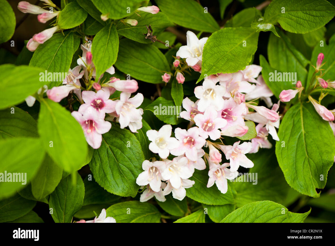 Weigela weigela blossoms hi-res stock photography and images - Alamy