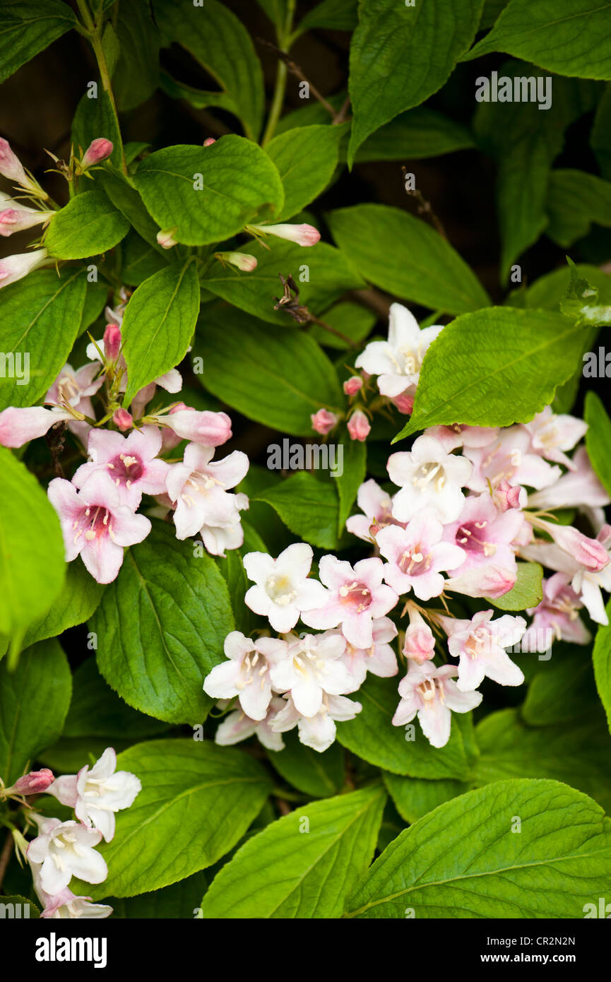 Pink flowering shrub hi-res stock photography and images - Alamy