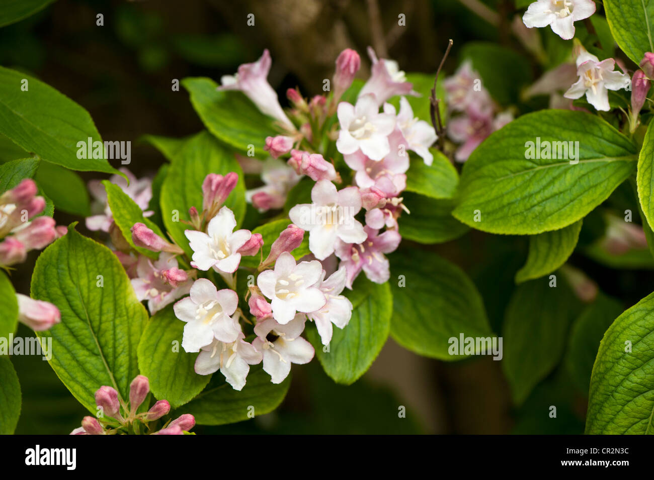 Weigela weigela blossoms hi-res stock photography and images - Alamy