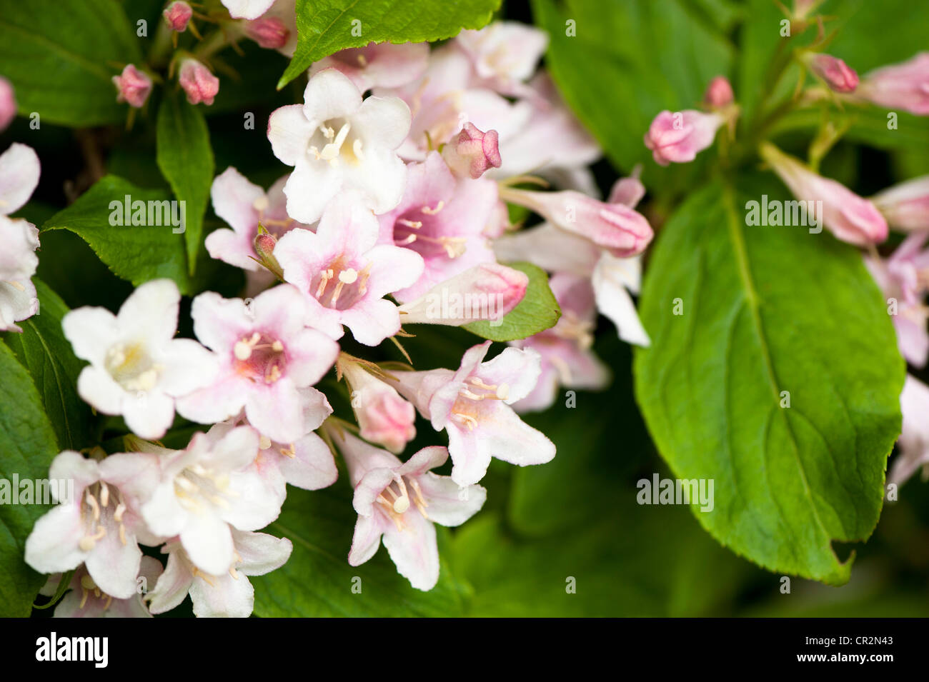 Weigela, pale pink shrub in flower in spring Stock Photo - Alamy